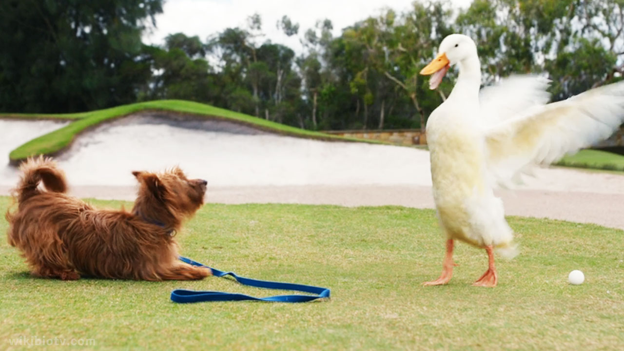 10 Epic Comedy Scenes from 'RICKY STANICKY' With Ending Explanation