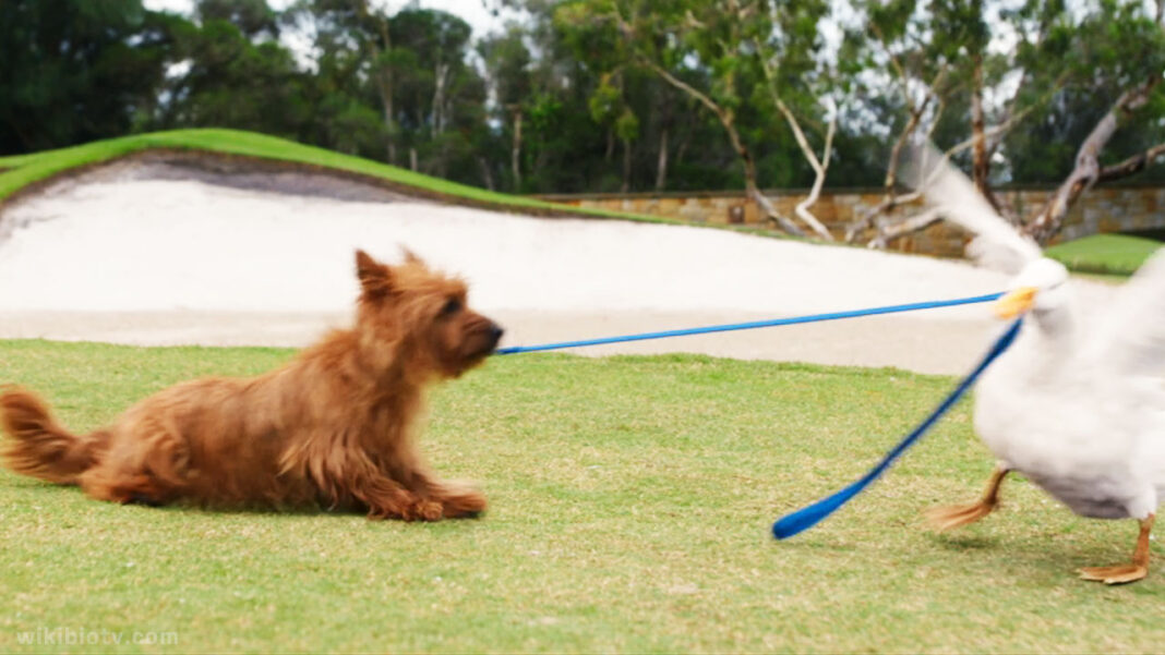 10 Epic Comedy Scenes from 'RICKY STANICKY' With Ending Explanation